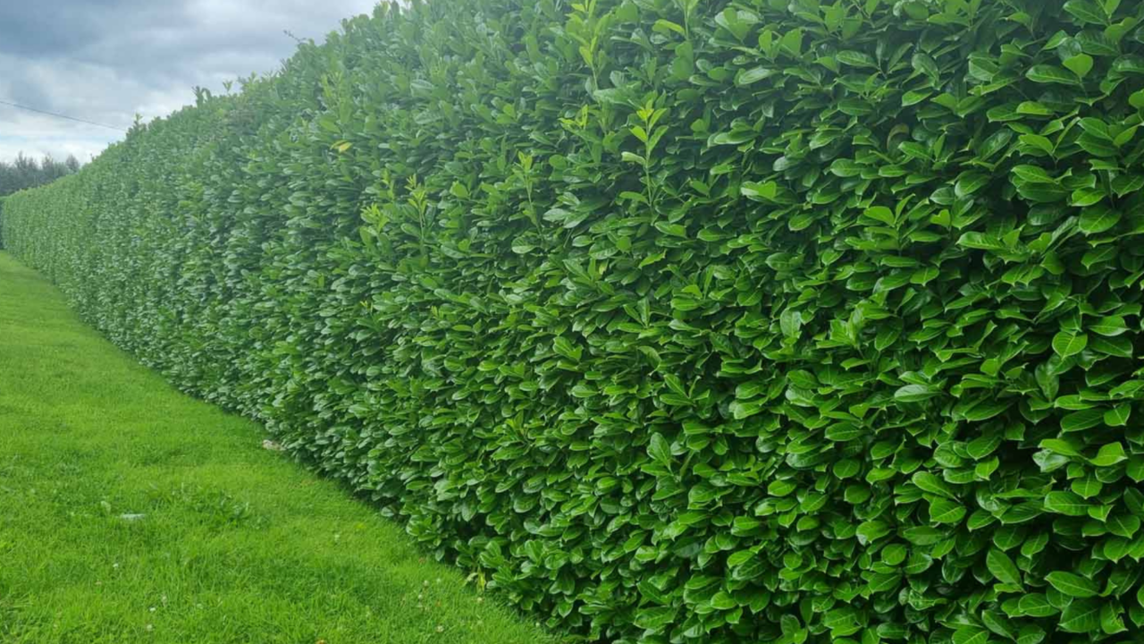 6 creative garden ideas to personalise your portable home | Ezyline Homes